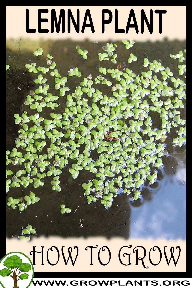 Lemna - How to grow & care