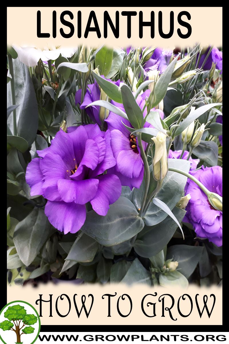 Lisianthus - How to grow & care