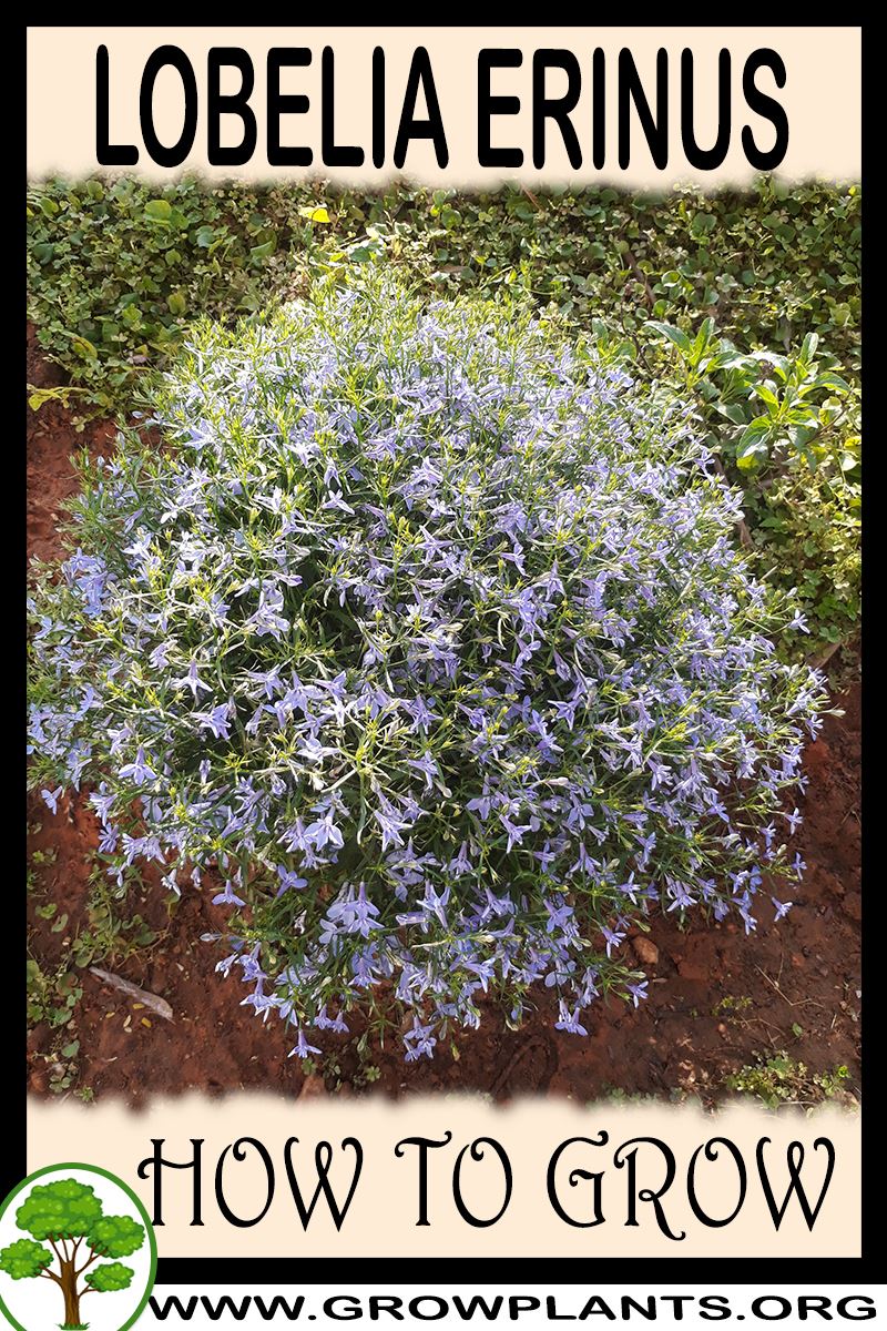 Lobelia erinus - How to grow & care