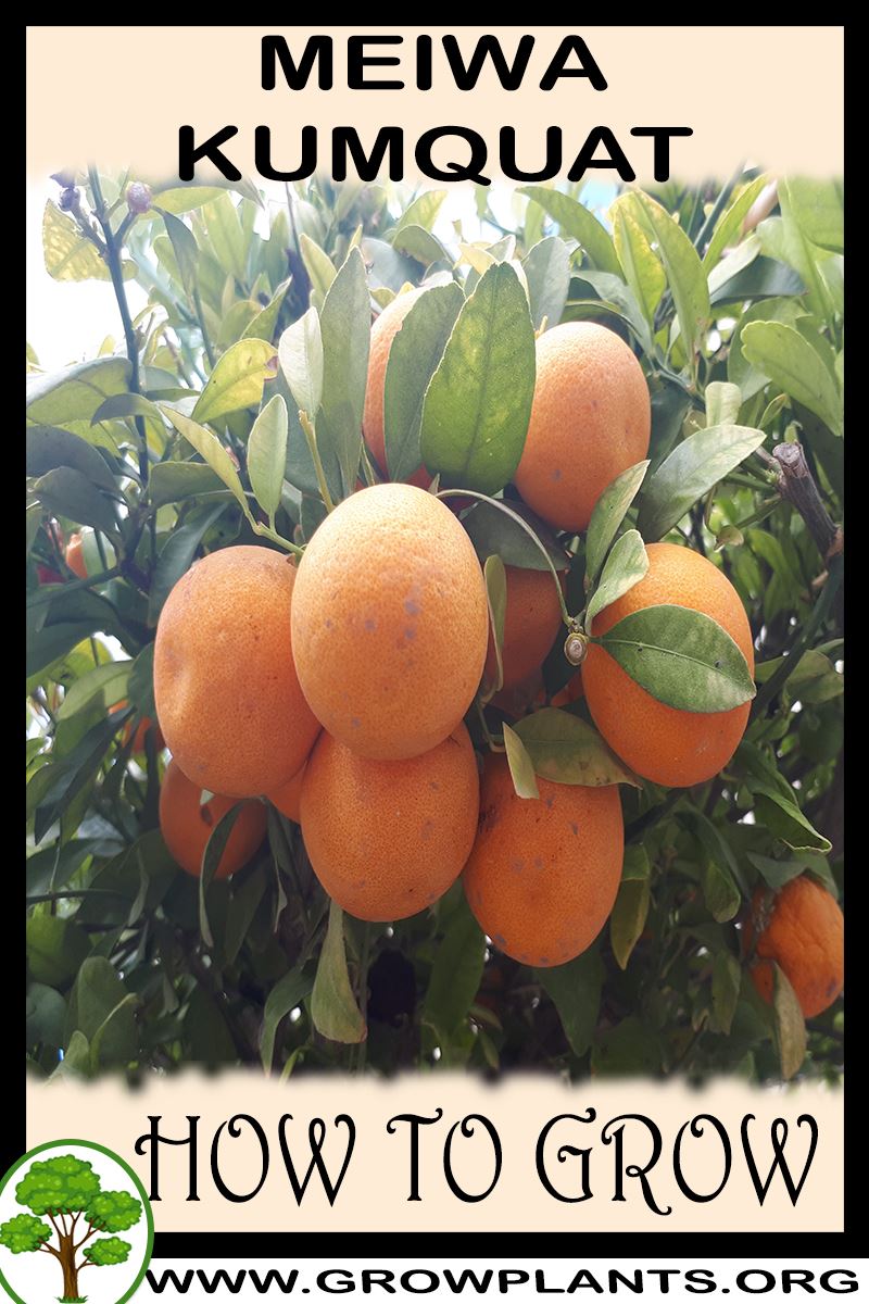 Meiwa Kumquat How To Grow And Care