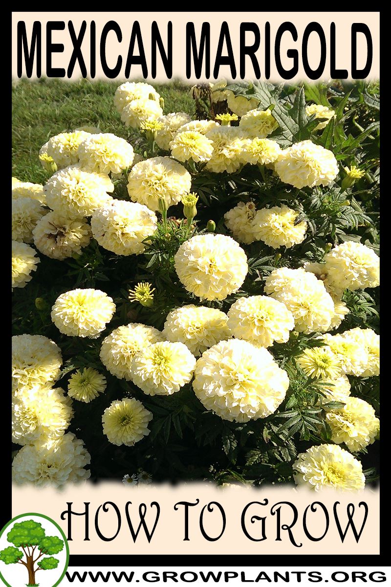 Mexican marigold - How to grow & care