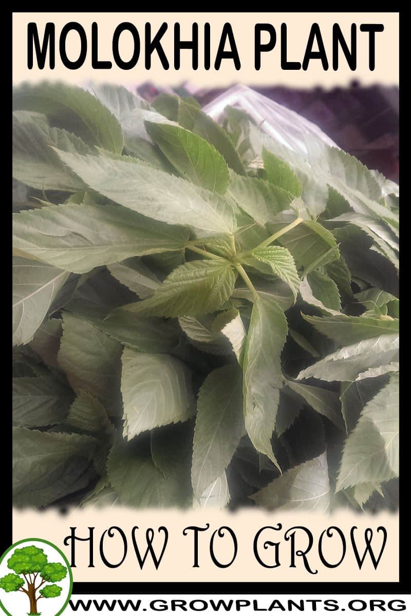 Molokhia plant - How to grow & care