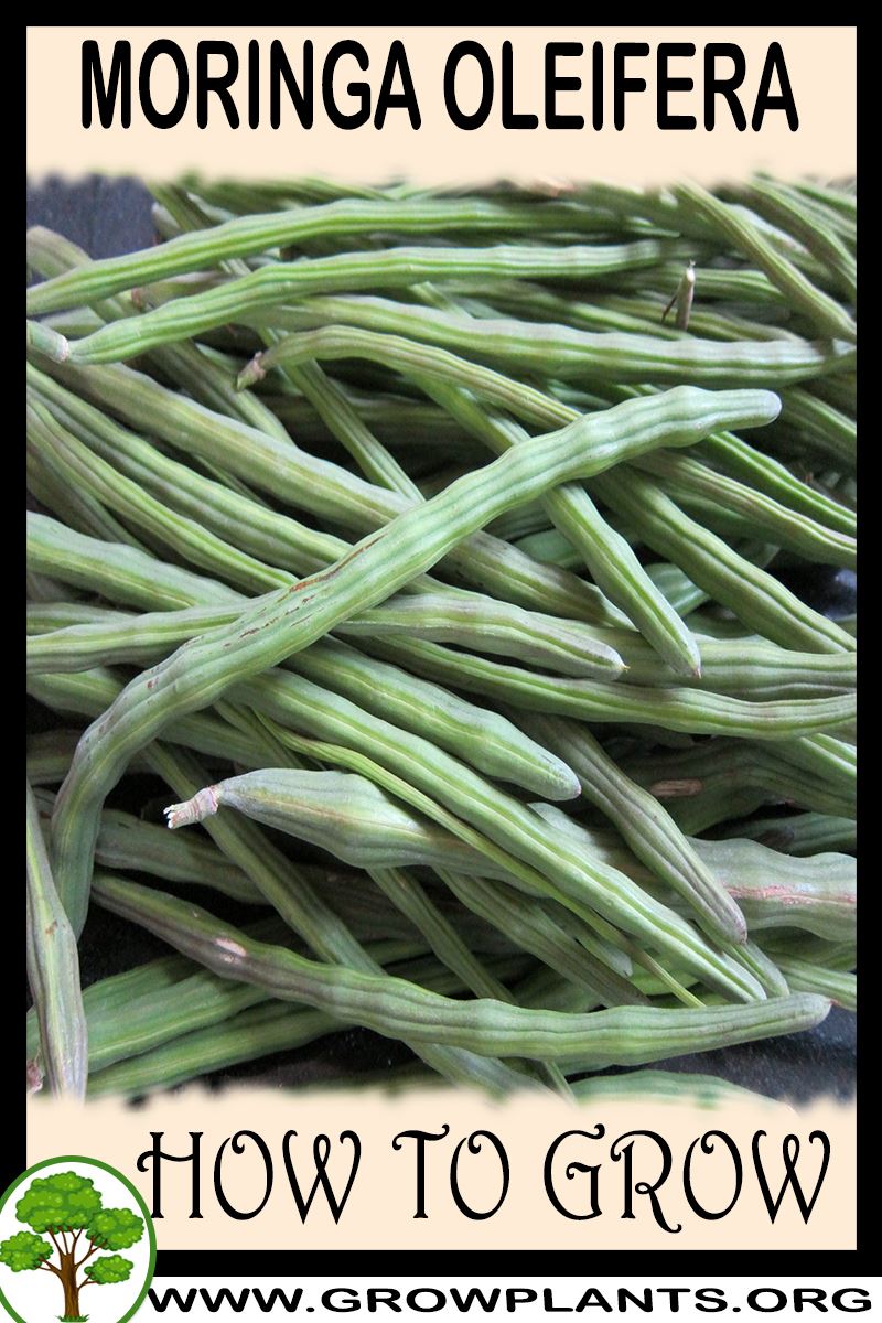 Moringa oleifera - How to grow & care