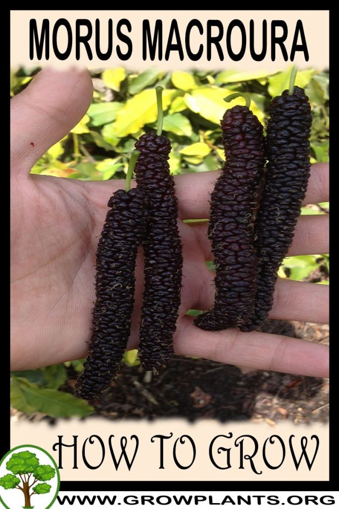 Morus macroura - How to grow & care