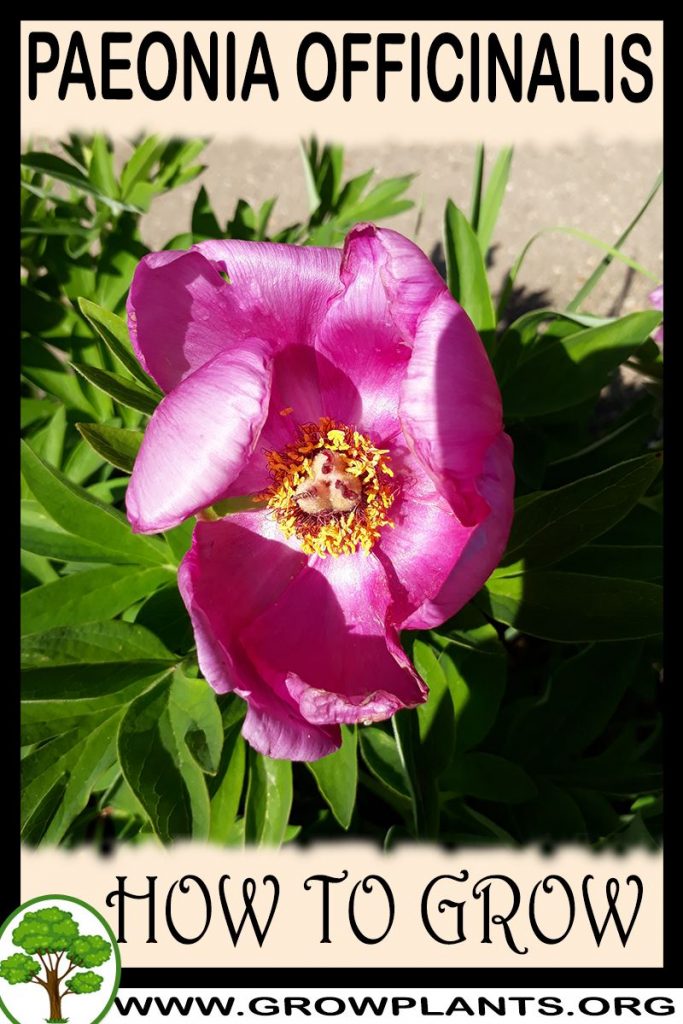 Paeonia officinalis - How to grow & care