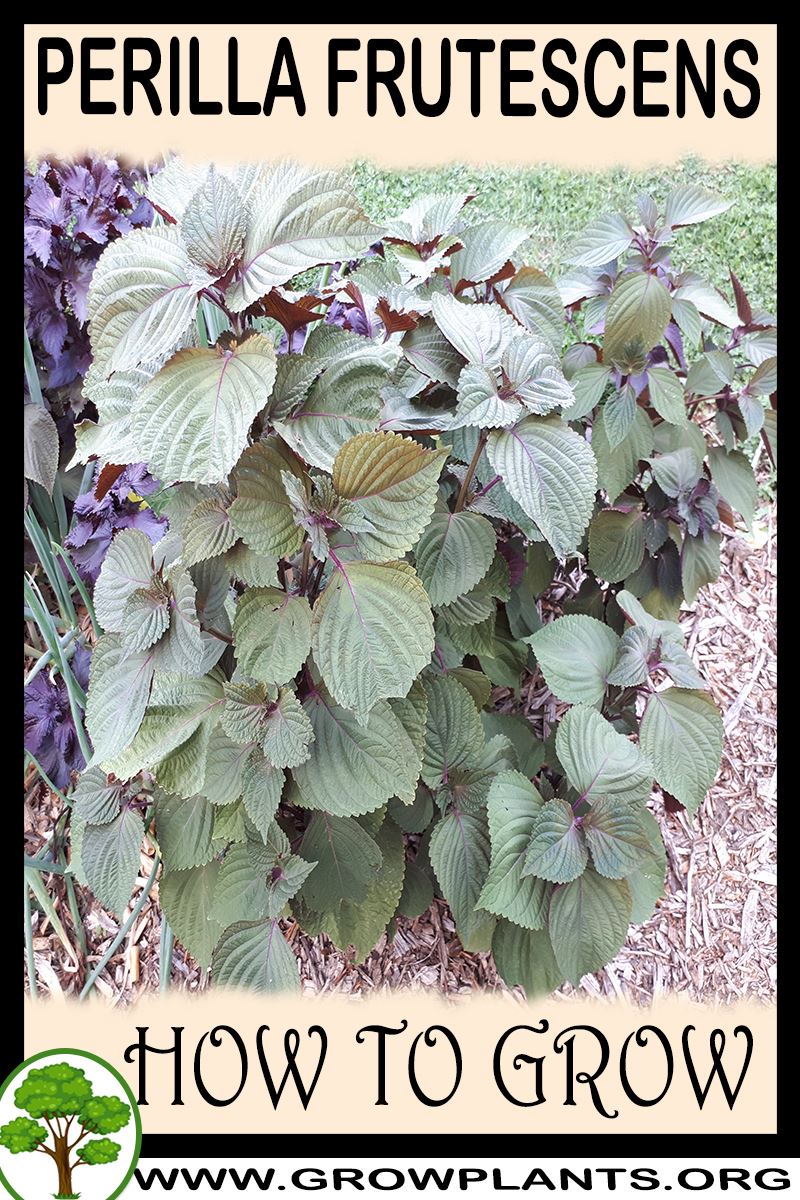 Perilla frutescens - How to grow & care