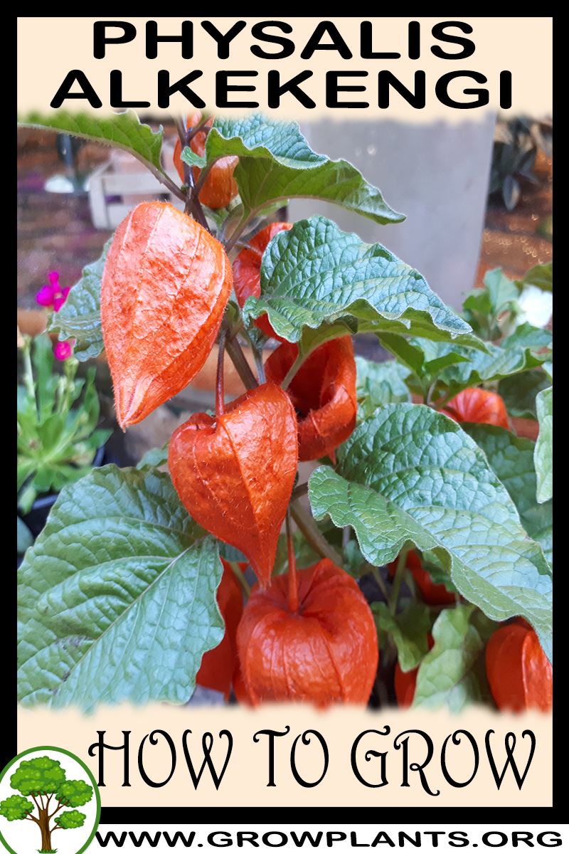 Physalis alkekengi - How to grow & care