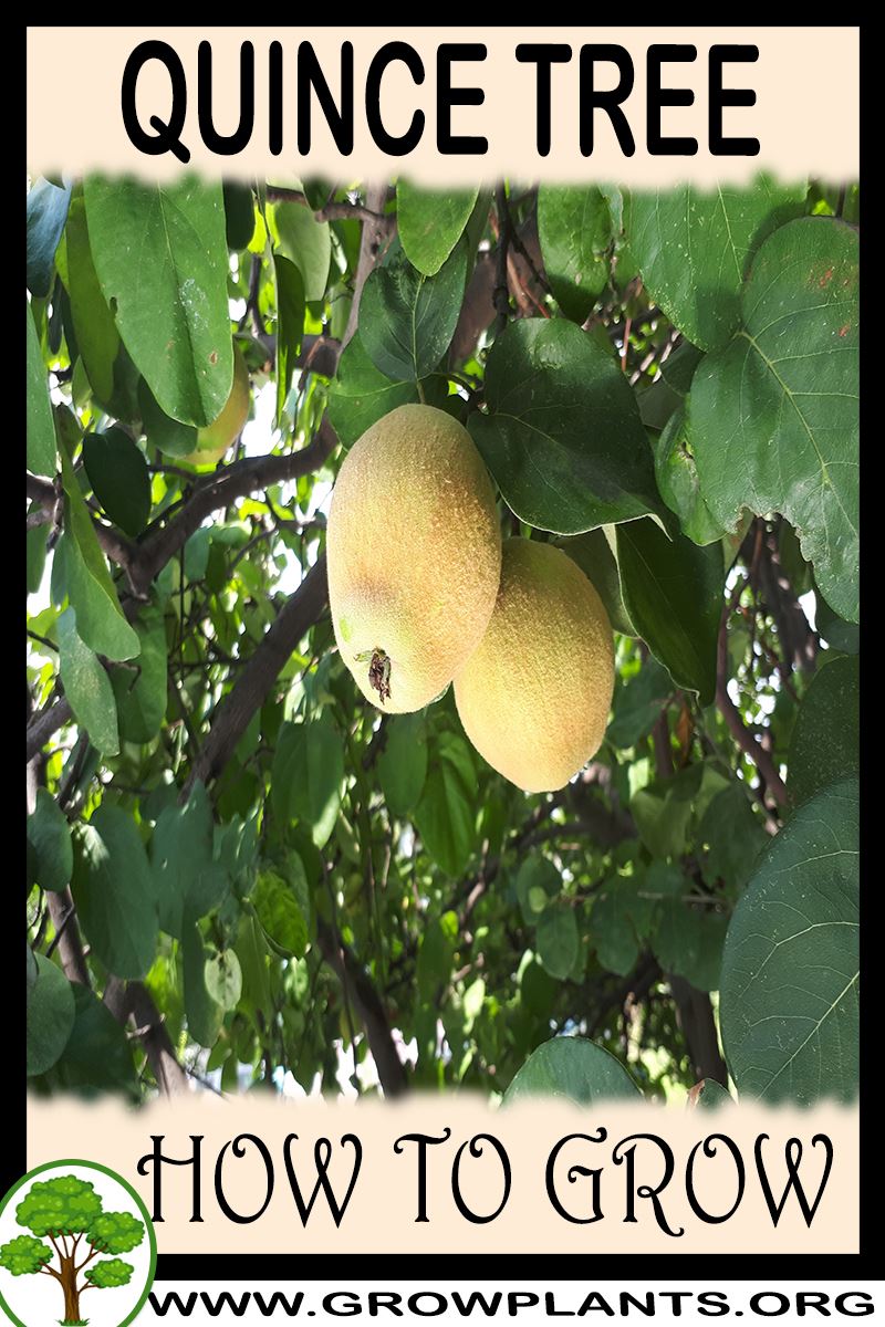 What Is Quince Fruit Learn About Growing Quince Trees