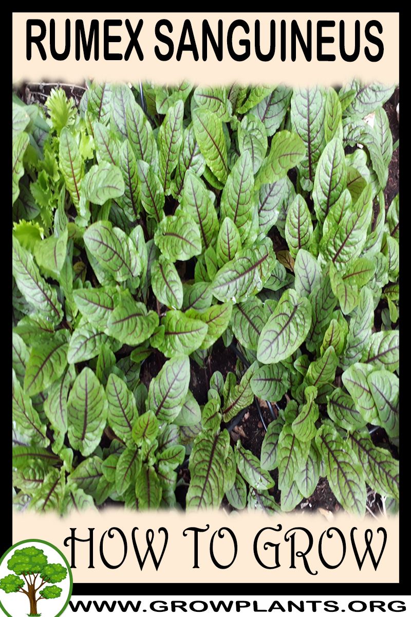 Rumex sanguineus - How to grow & care