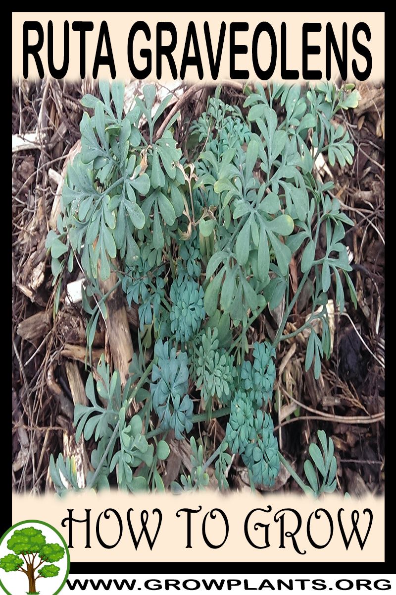 Ruta graveolens - How to grow & care