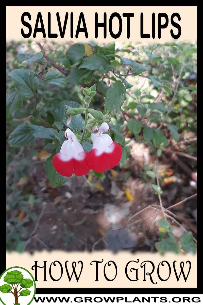Salvia hot lips - How to grow & care