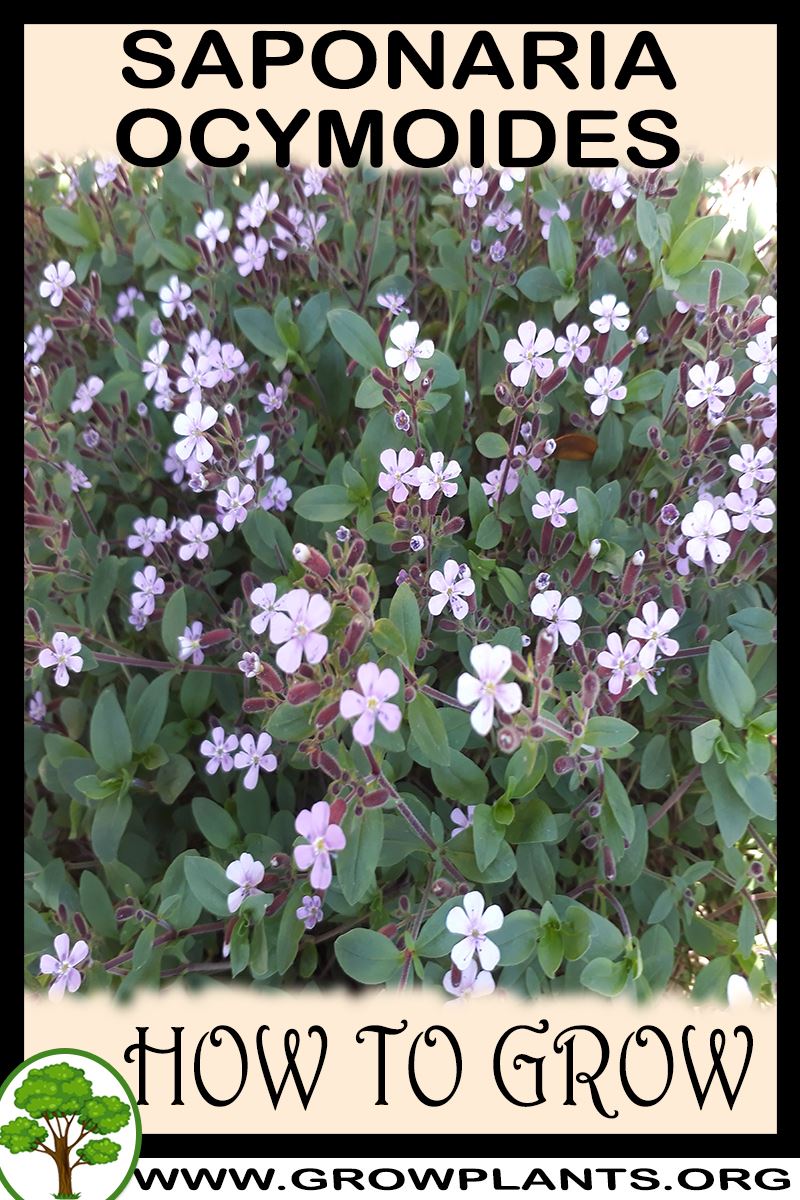 Saponaria ocymoides - How to grow & care