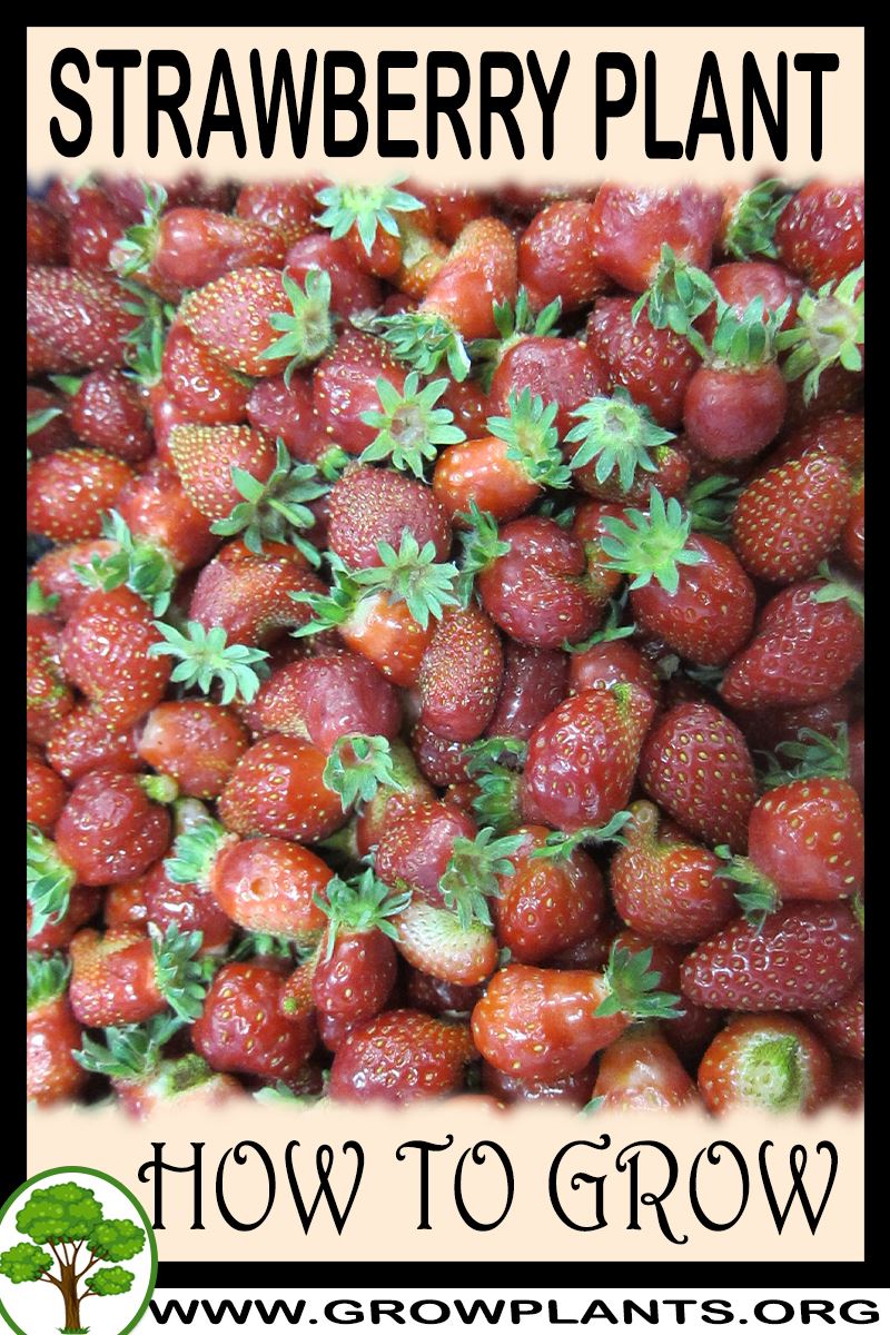 Strawberry plant - How to grow & care