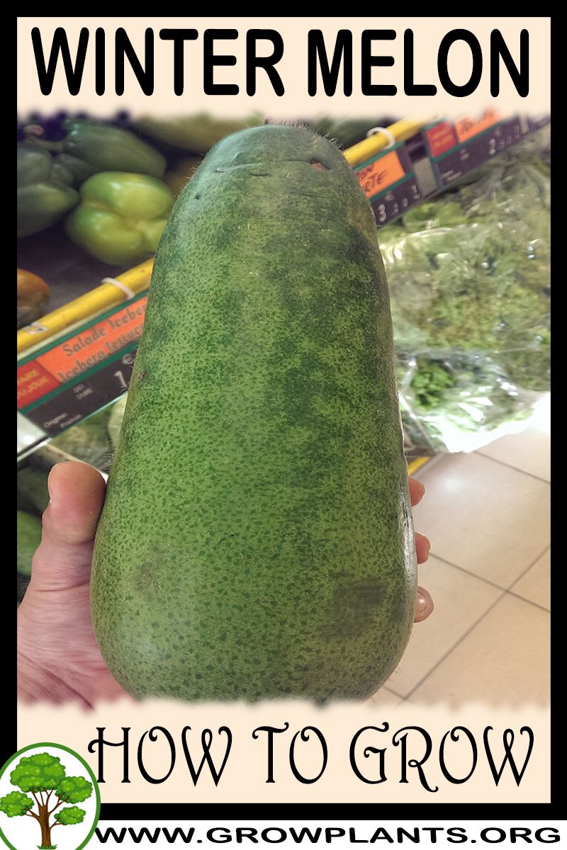 Winter melon - How to grow & care Winter melon - How to grow & care