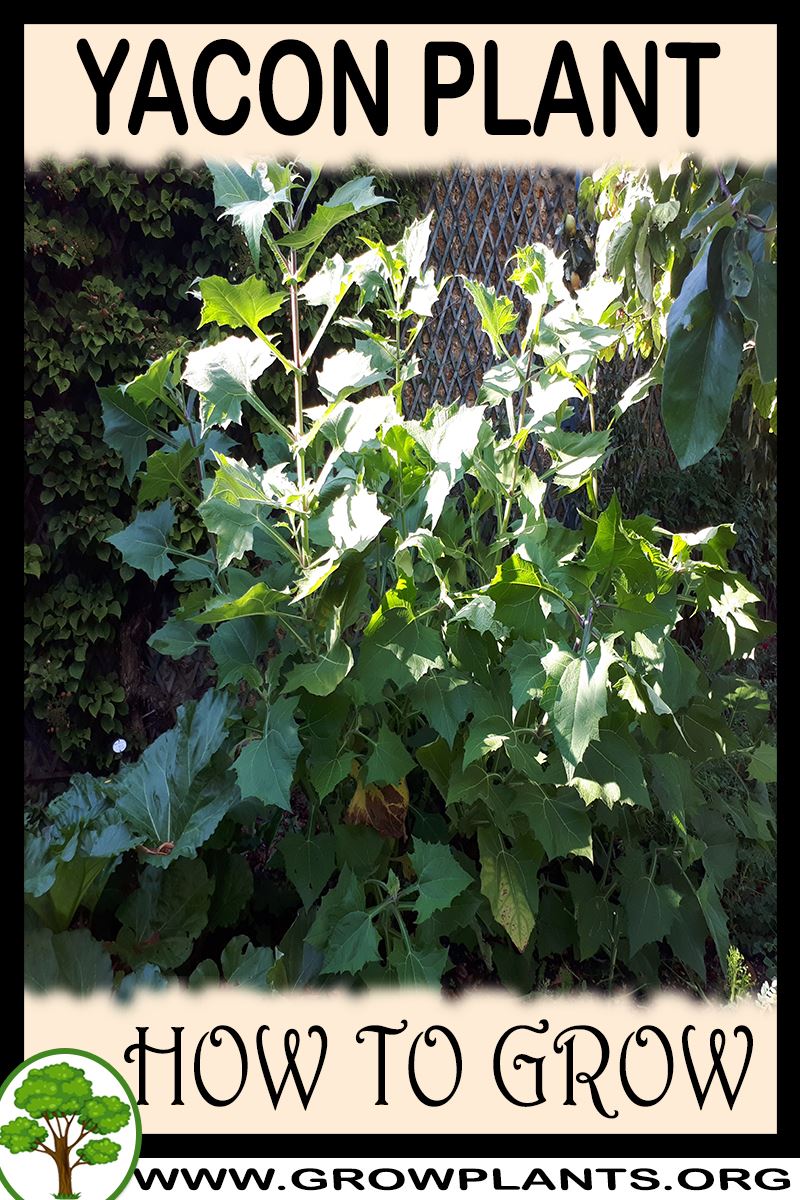 Yacon - How to grow & care