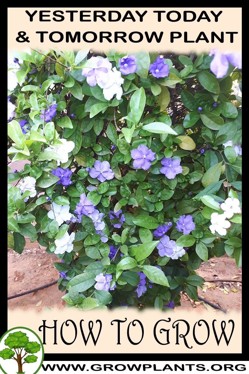 Yesterday today and tomorrow plant - How to grow & care Yesterday today and tomorrow plant - How to grow & care