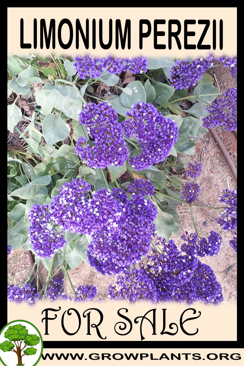 Limonium perezii for sale - Grow plants