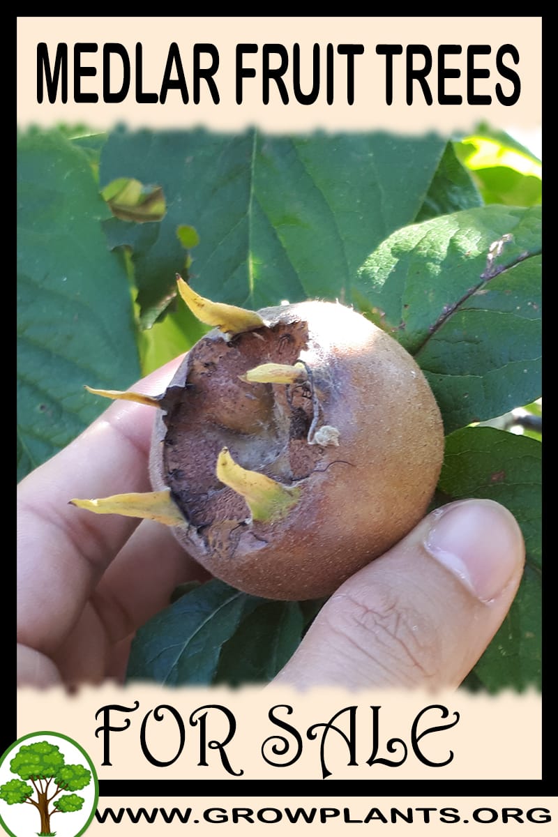 Medlar fruit trees for sale - Grow plants