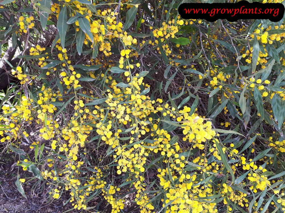 Acacia saligna - How to grow & care