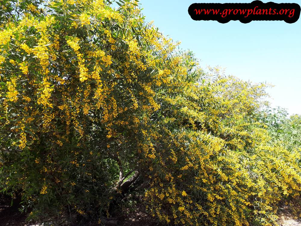 Acacia saligna - How to grow & care