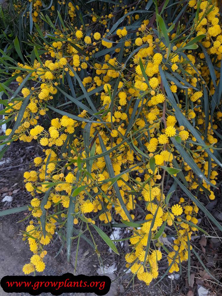 Acacia saligna - How to grow & care