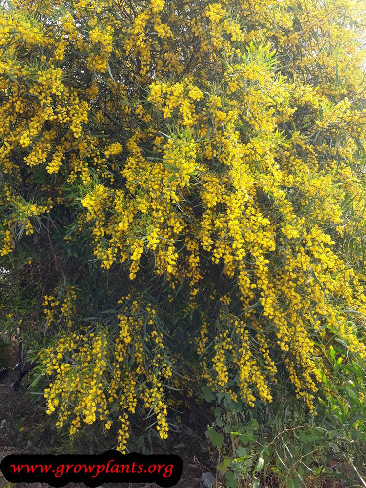 Acacia saligna - How to grow & care