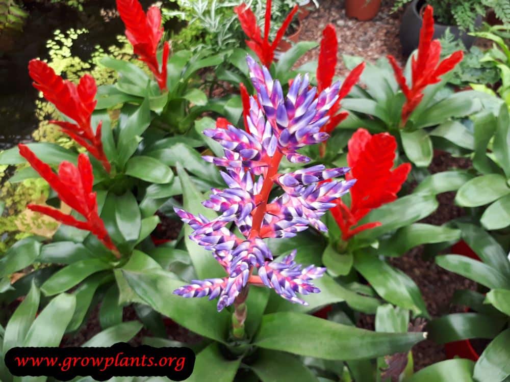 Aechmea Blue Rain - How to grow & care