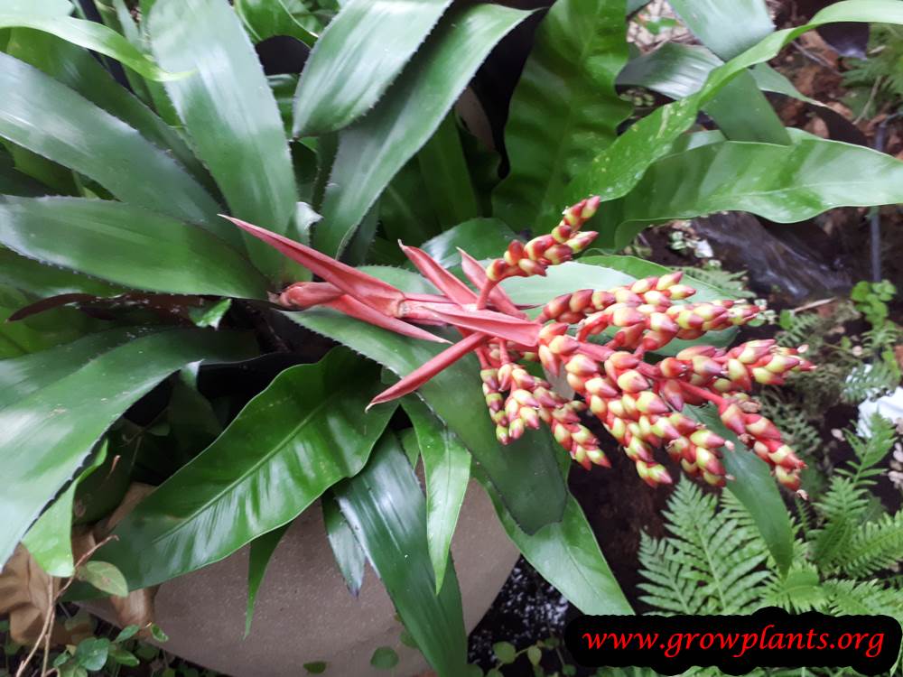 Aechmea ramosa - How to grow & care