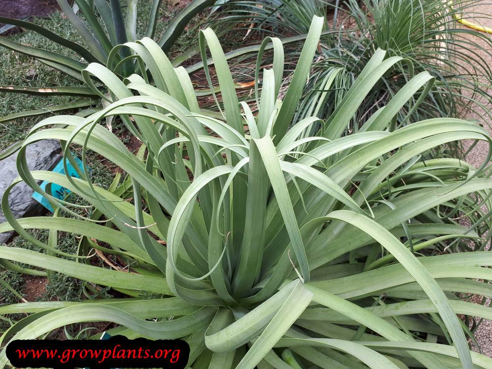 Agave bracteosa - How to grow & care