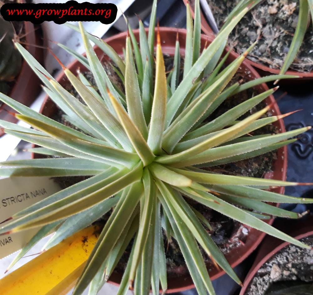 Agave stricta - How to grow & care