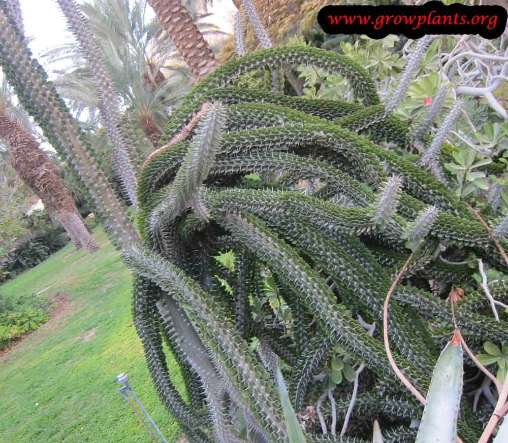 Alluaudia procera - How to grow & care