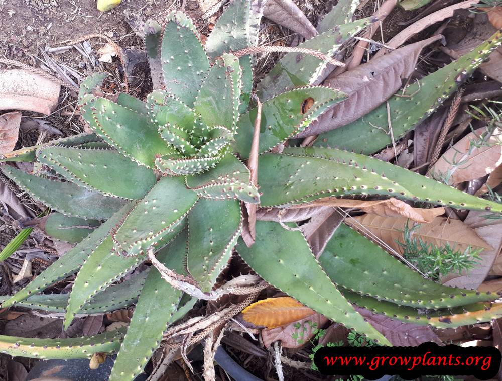 Aloe aculeata - How to grow & care
