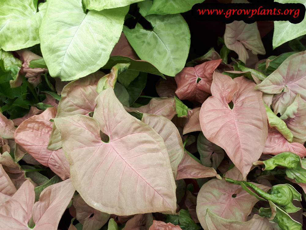 Arrowhead plant - How to grow & care