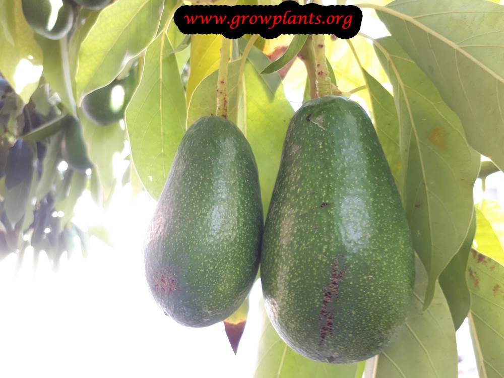 Avocado tree - How to grow & care