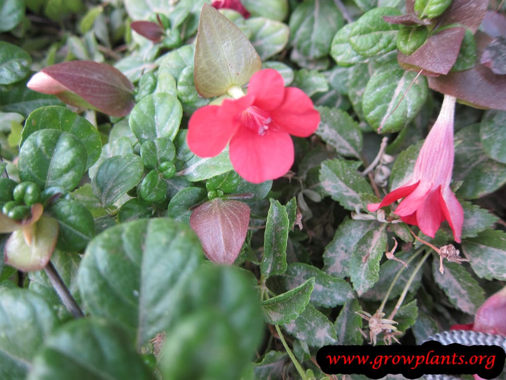 Barleria repens - How to grow & care