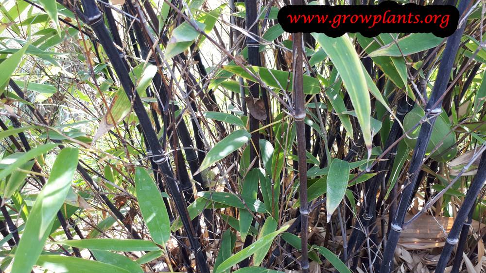 Black bamboo - How to grow & care