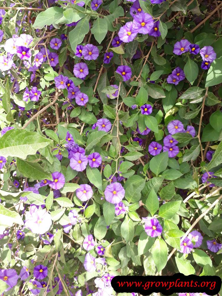 Blue potato bush - How to grow & care
