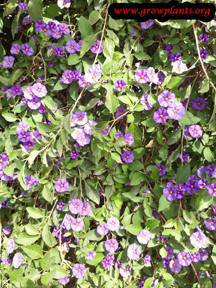 Blue potato bush - How to grow & care