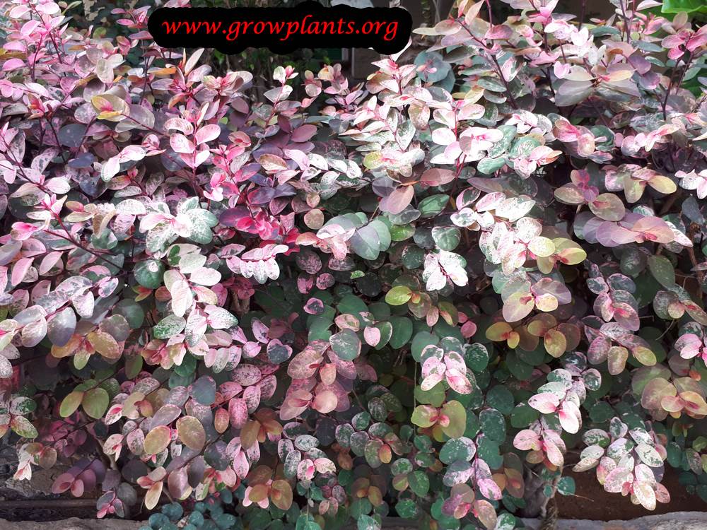 Breynia disticha - How to grow & care