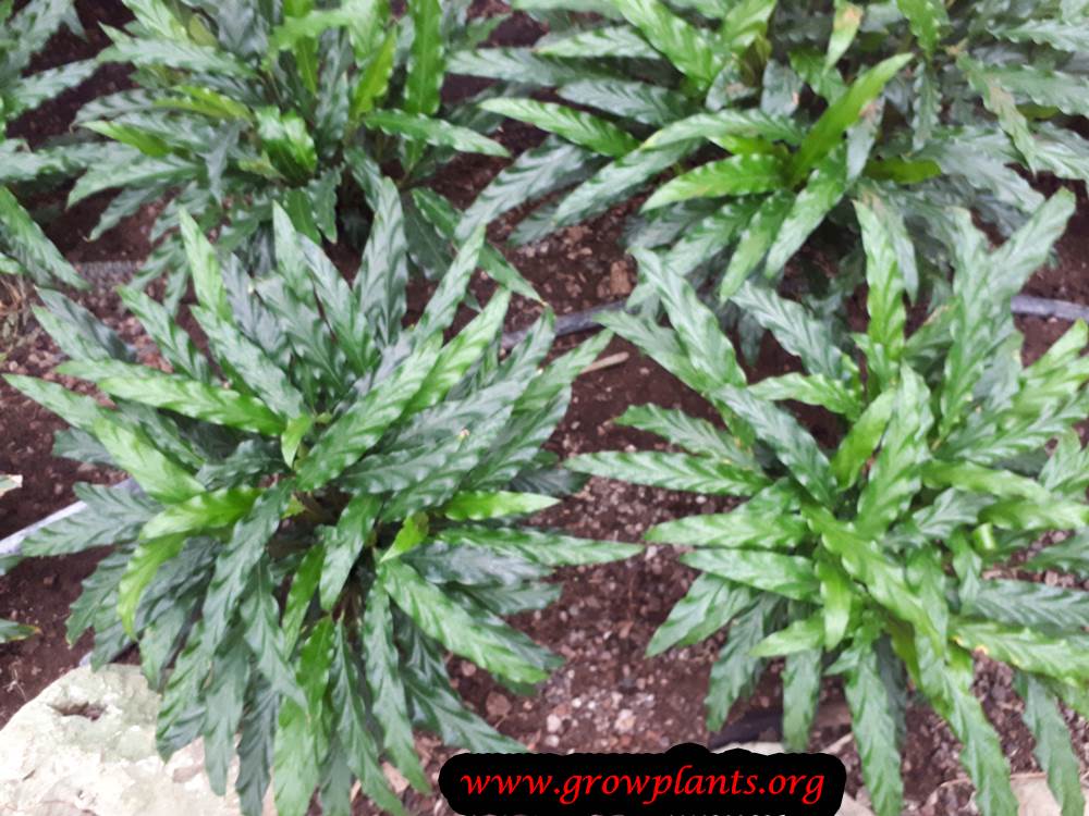 Calathea rufibarba - How to grow & care