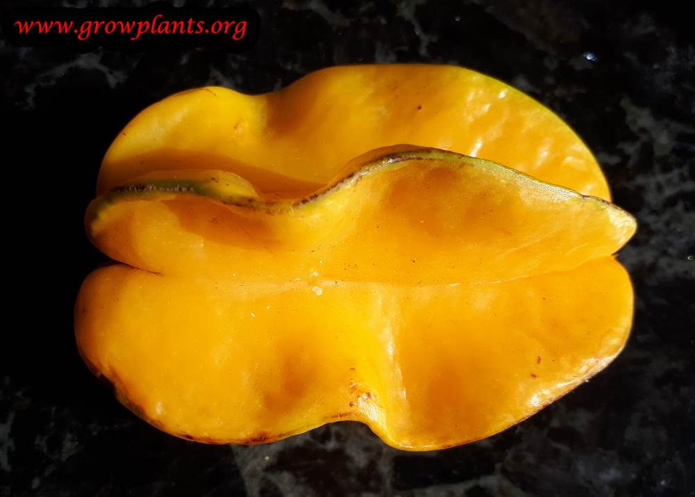 Carambola - How to grow & care