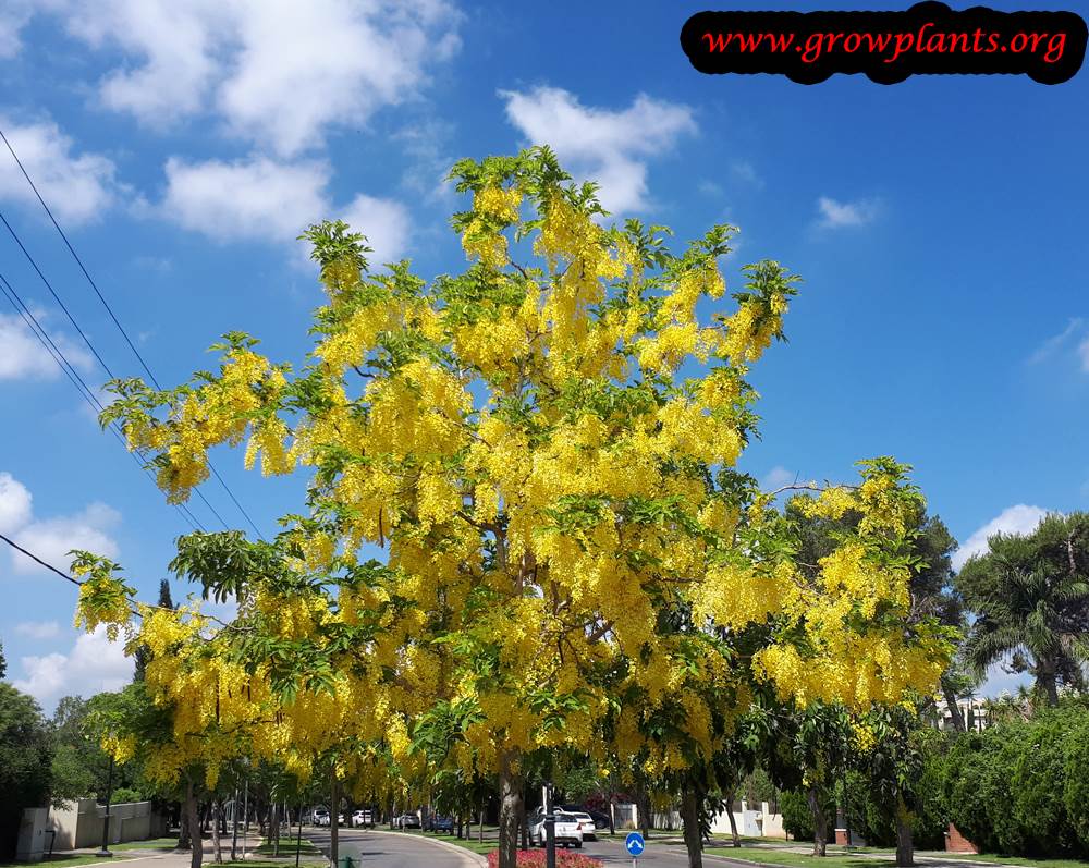 Cassia fistula - How to grow & care