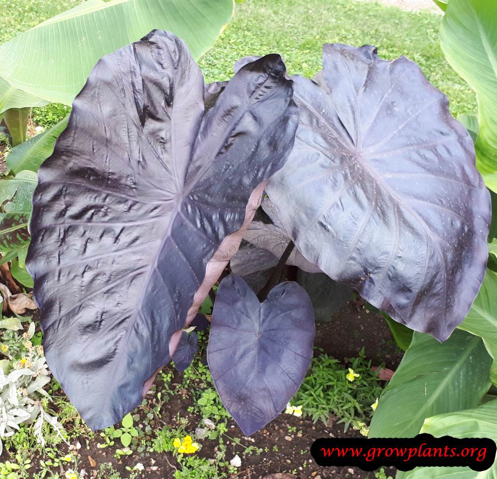 Colocasia Black Magic - How to grow & care