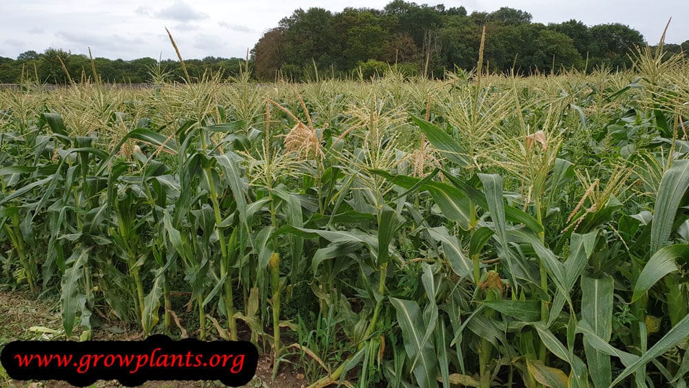 Corn plant - How to grow & care