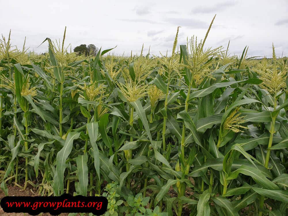 Corn plant - How to grow & care