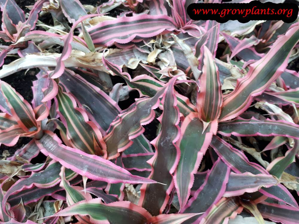 Cryptanthus bivittatus - How to grow & care