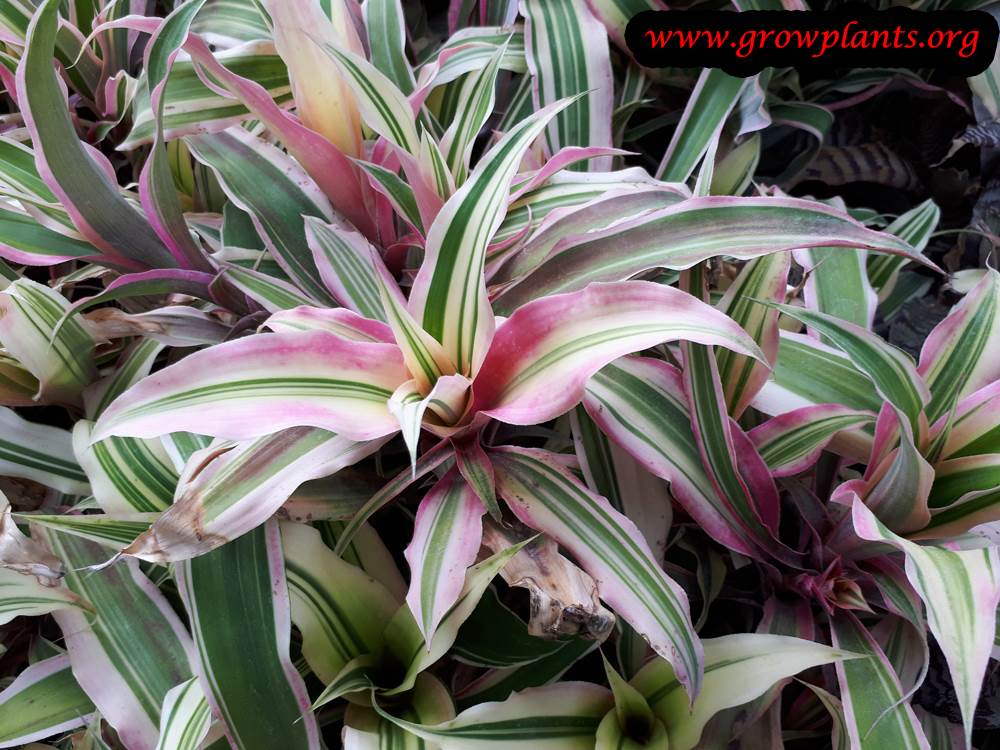 Cryptanthus bromelioides - How to grow & care