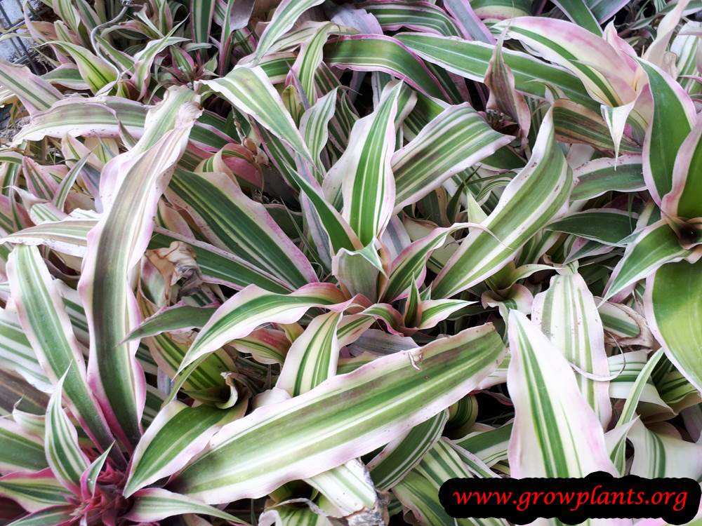 Cryptanthus bromelioides - How to grow & care