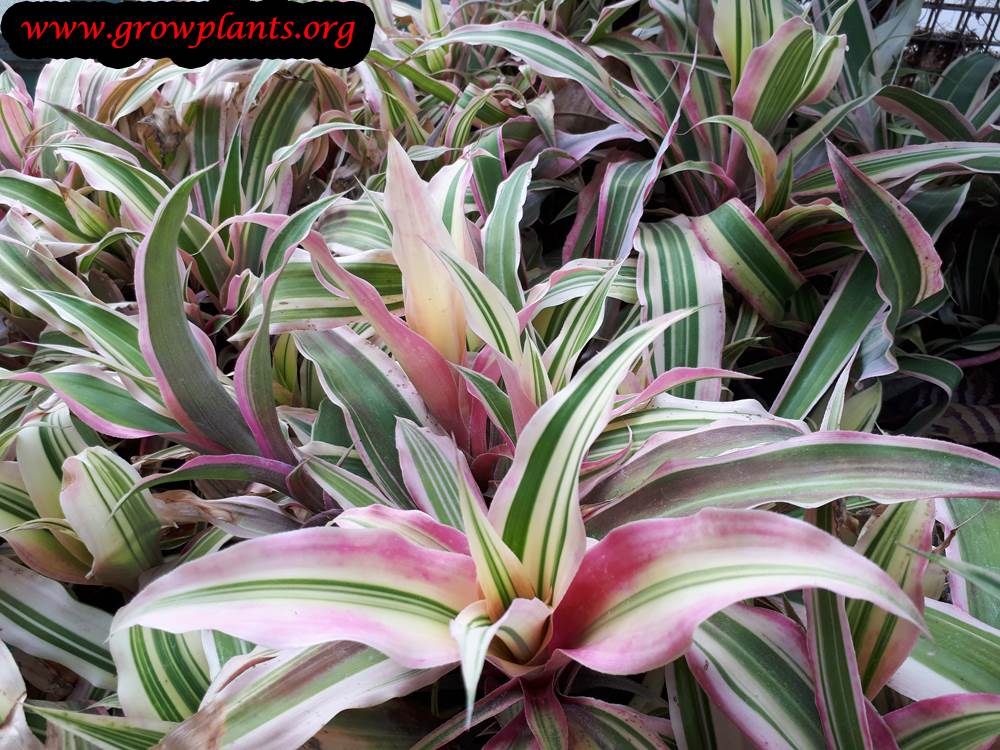 Cryptanthus bromelioides - How to grow & care