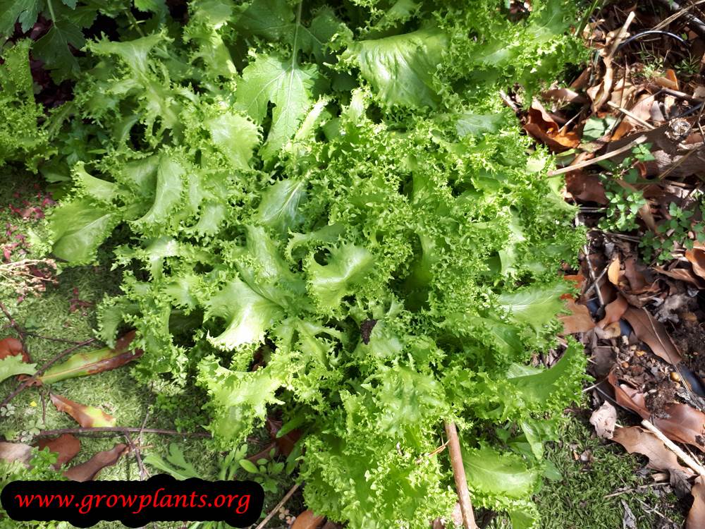 Curly endive - How to grow & care